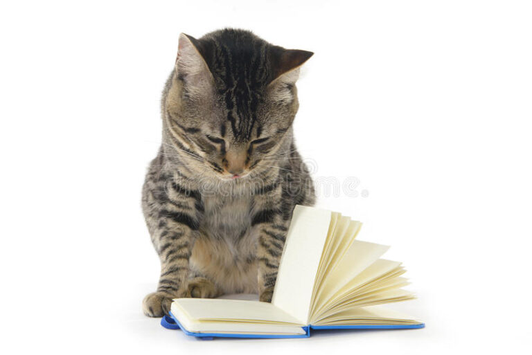 Cat Reading a Book – The Complete Collection - Adazing