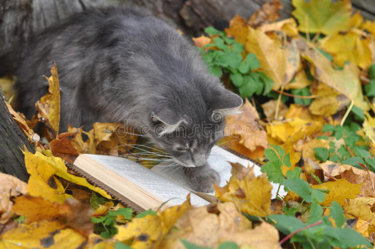 Cat Reading a Book – The Complete Collection - Adazing