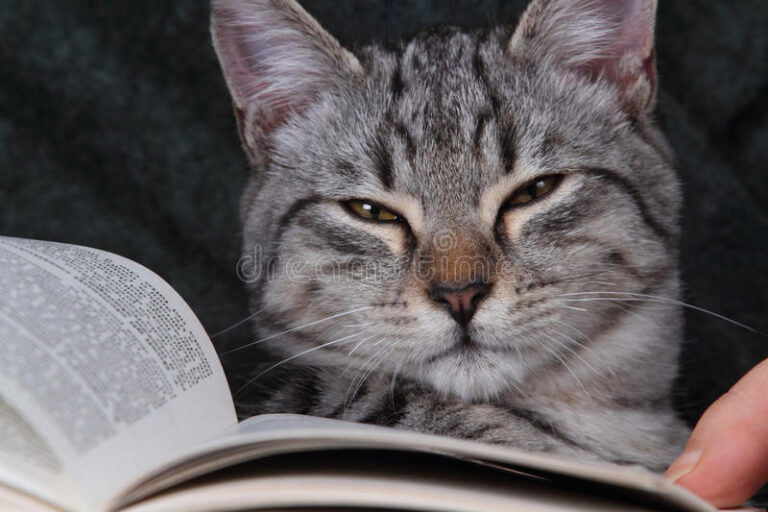 Gato leyendo un libro – La colección completa - Adazing