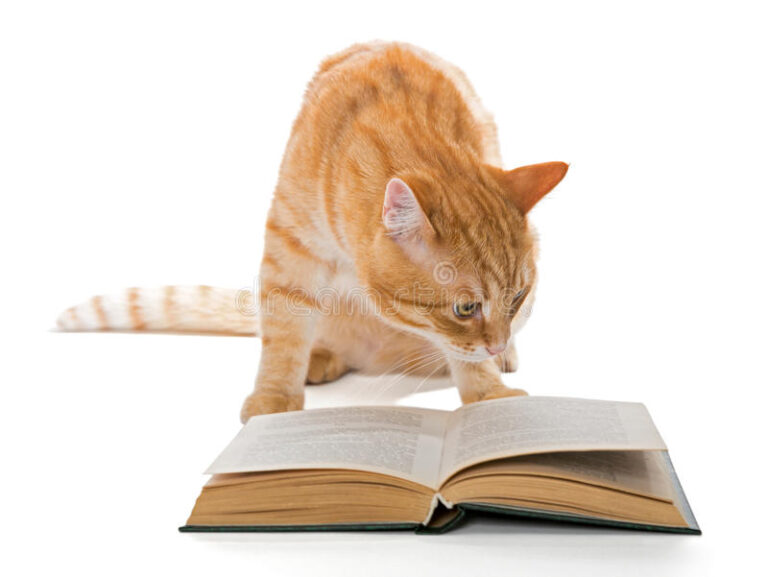 Gato leyendo un libro – La colección completa - Adazing