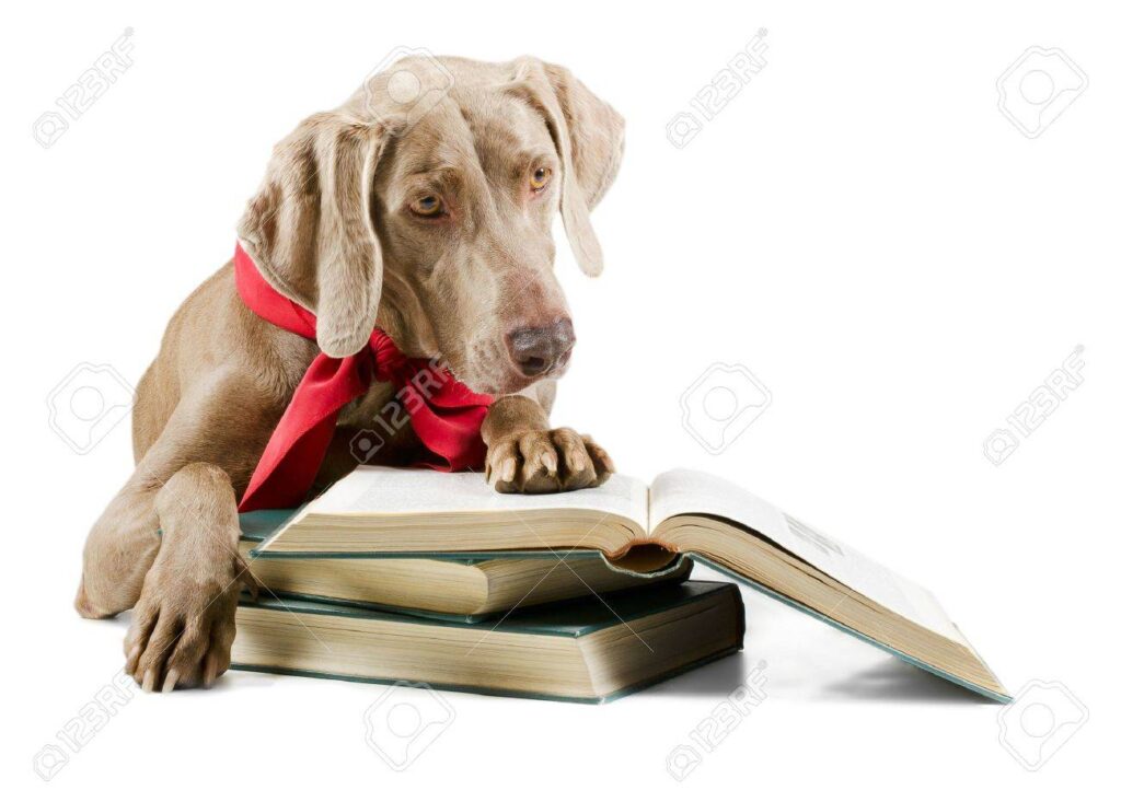 Dog Reading a Book – The Complete Collection - Adazing